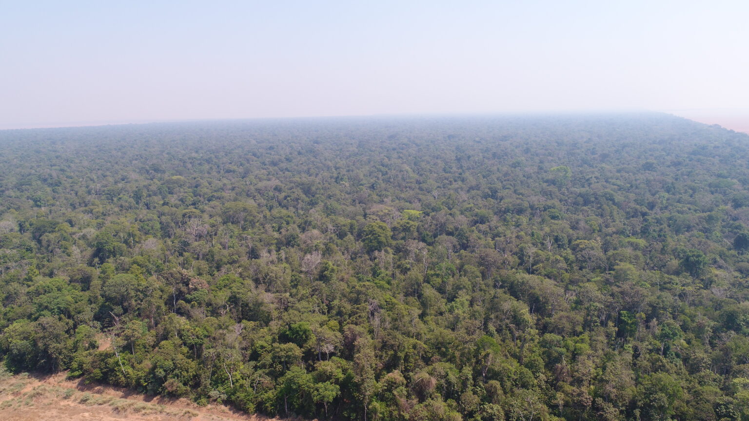 CDP Forest Soy - Amaggi