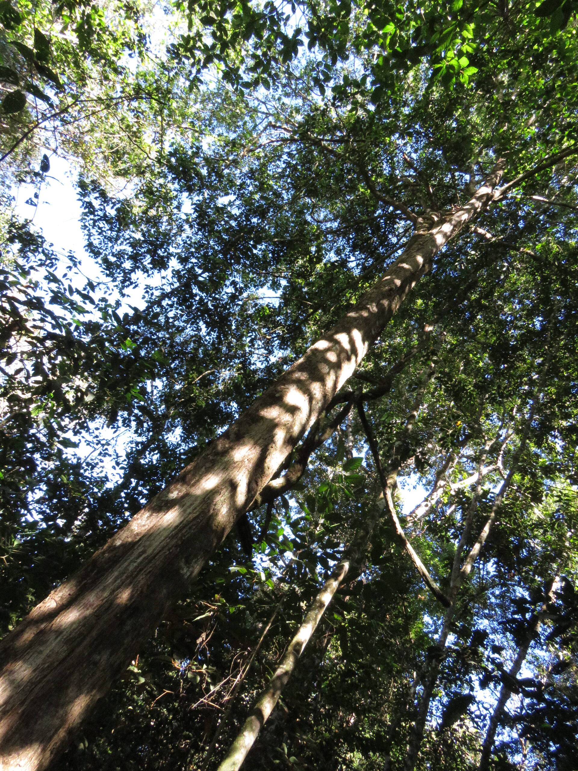 CDP Forests Soy - Amaggi