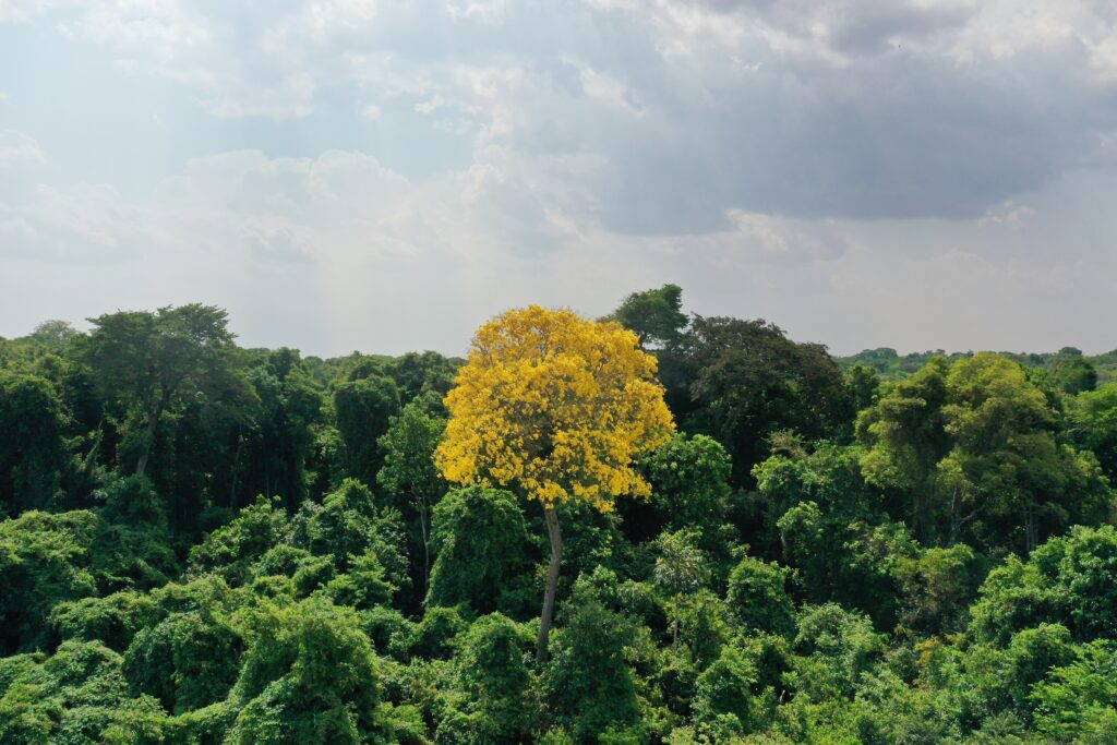 AMAGGI becomes the 31st Signatory to the Sea Cargo Charter - Amaggi